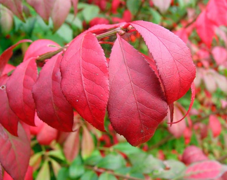 Plants that display beautiful fall colors